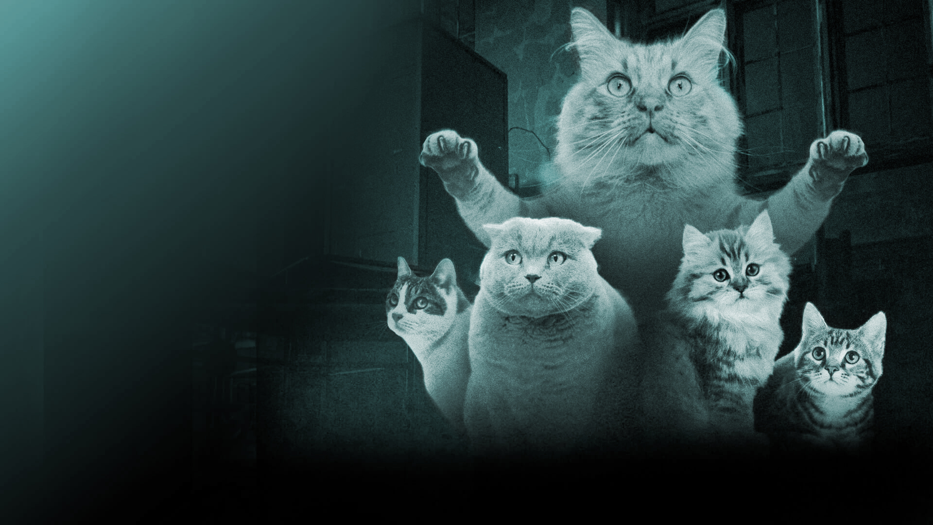 Stranger cats - Catflix