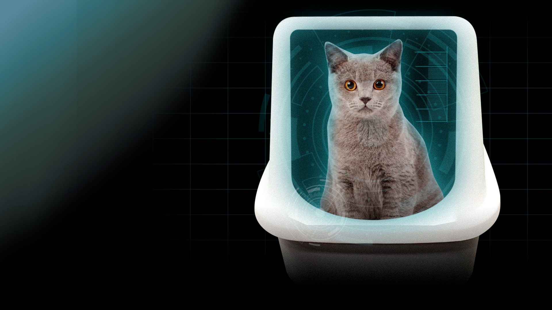 Cat Mirror - Catflix