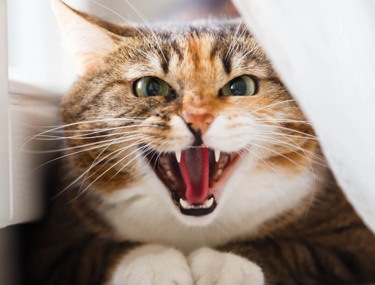 8-gato-agresivo | Champion Cat