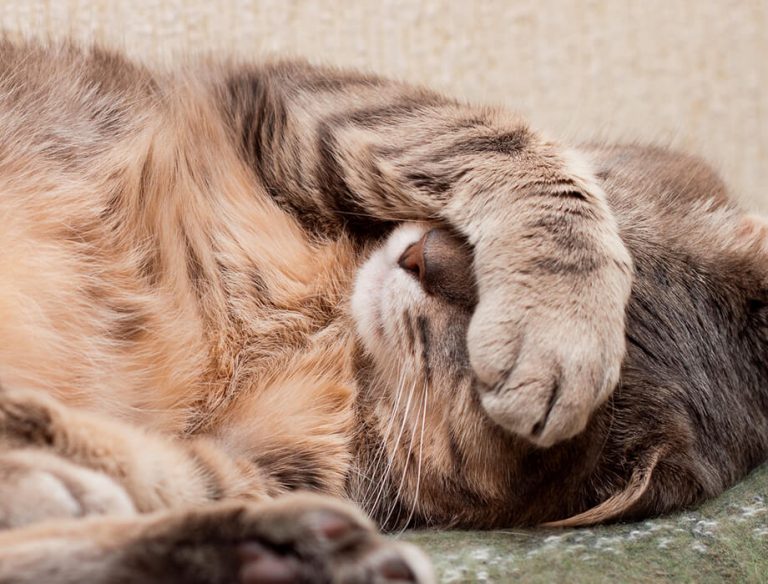 6-gato-enfermo | Champion Cat