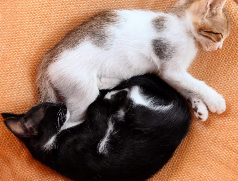 5-gato-colores | Champion Cat