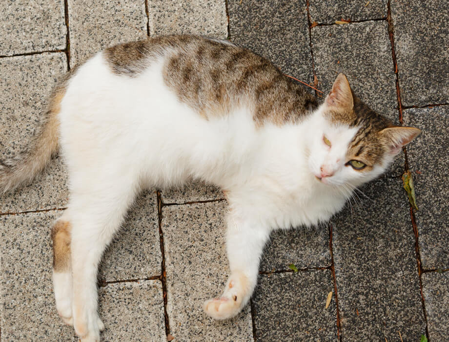 Gatos amputados | Champion Cat