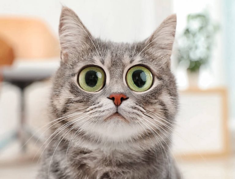 2-gatos-ojos | Champion Cat