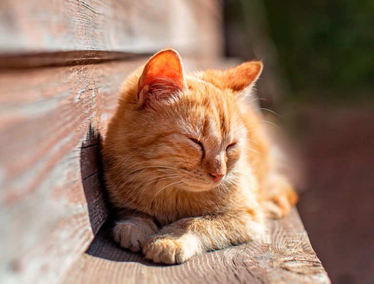 2-gatos-sol | Champion Cat