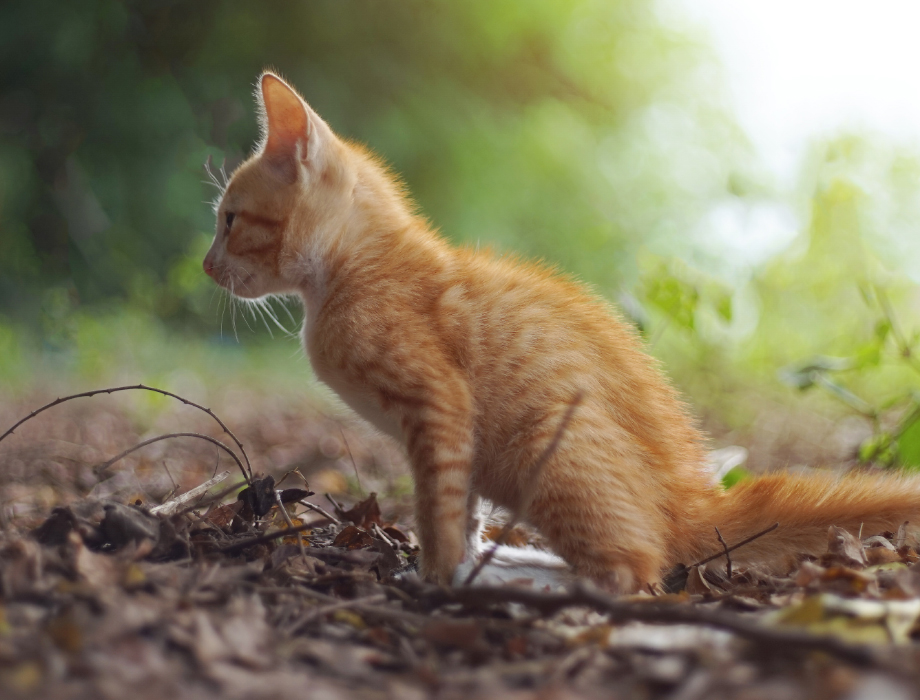 ¿Qué hacer si mi gato tiene problemas para defecar? | Champion Cat