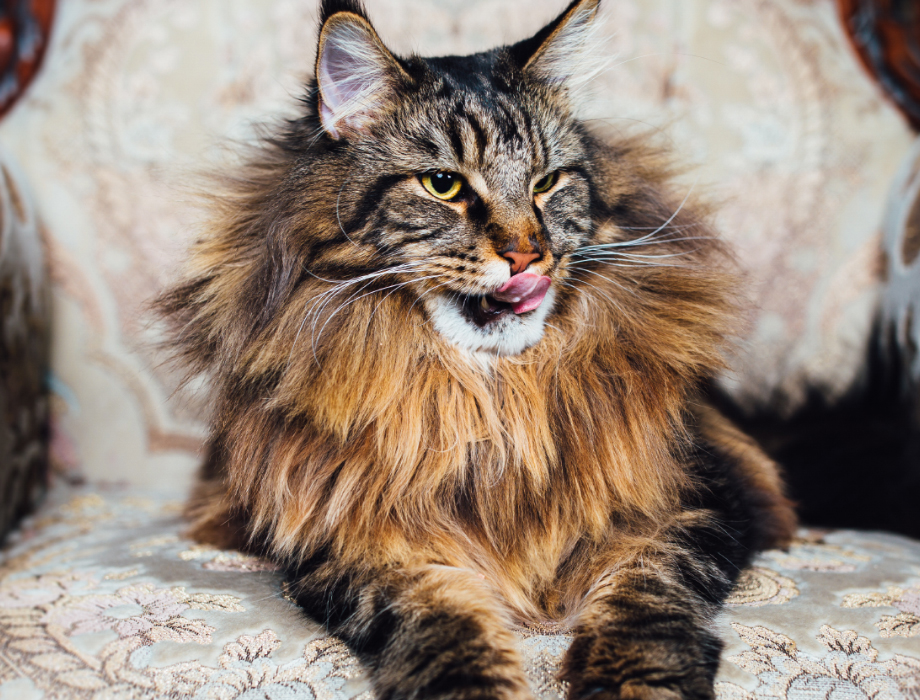 ¿Cuántos años puede vivir un gato? | Champion Cat ¿Cuántos años puede vivir un gato? | Champion Cat