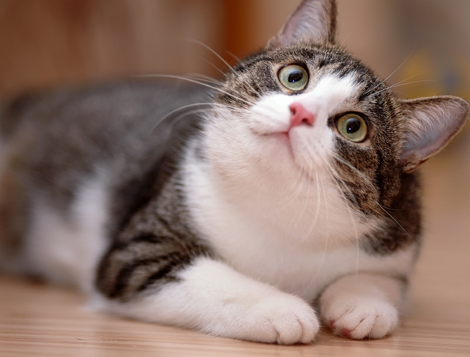 Cómo hacer feliz a tu gato | Champion Cat