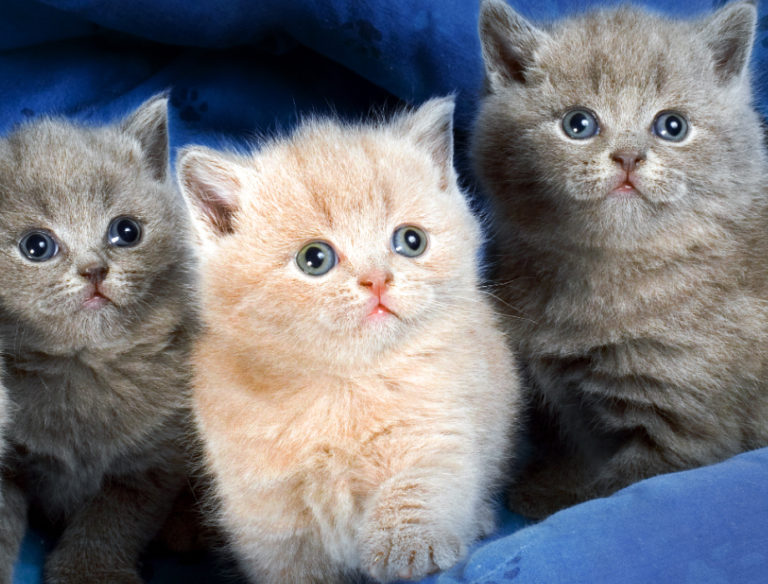 blog-chico-elegir-gato | Champion Cat