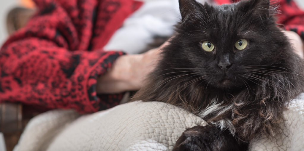 ¿Quiénes son los gatos senior y súper senior? ¿Cómo cuidarlos ...