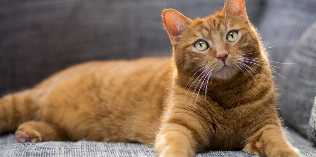 Curiosidades de los gatos rojos | Champion Cat