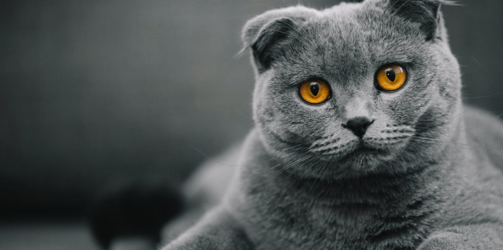Por Qué Los Gatos Pueden Tener Las Orejas Dobladas Champion Cat
