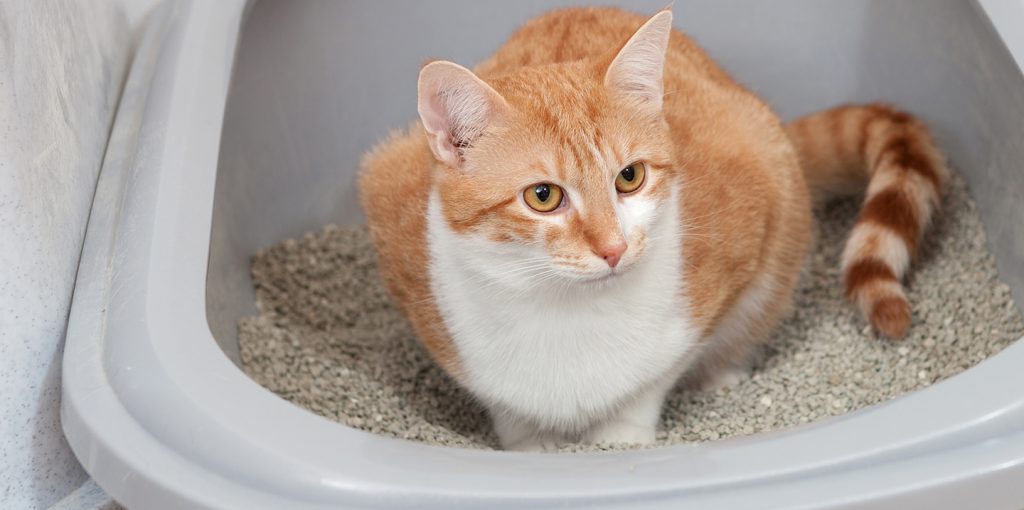 ¿Con qué frecuencia deben orinar y defecar los gatos? | Champion Cat