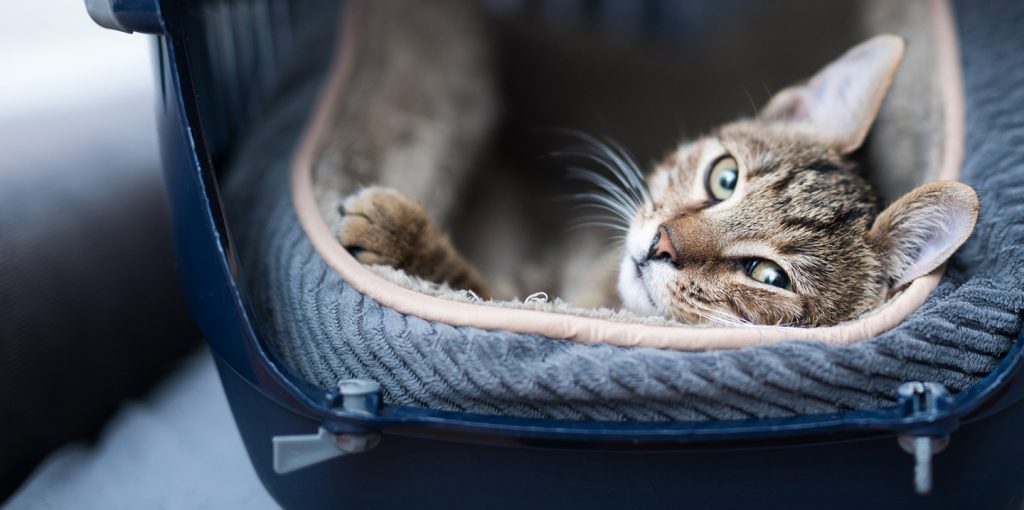 ¿Cuál es la caja de transporte más indicada para mi gato? | Champion Cat
