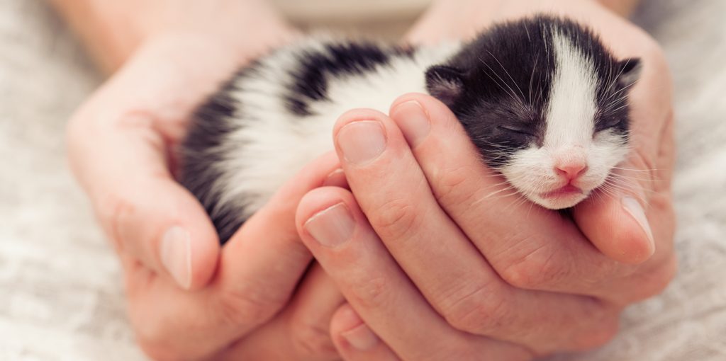Cuidados de gatitos recién nacidos | Champion Cat