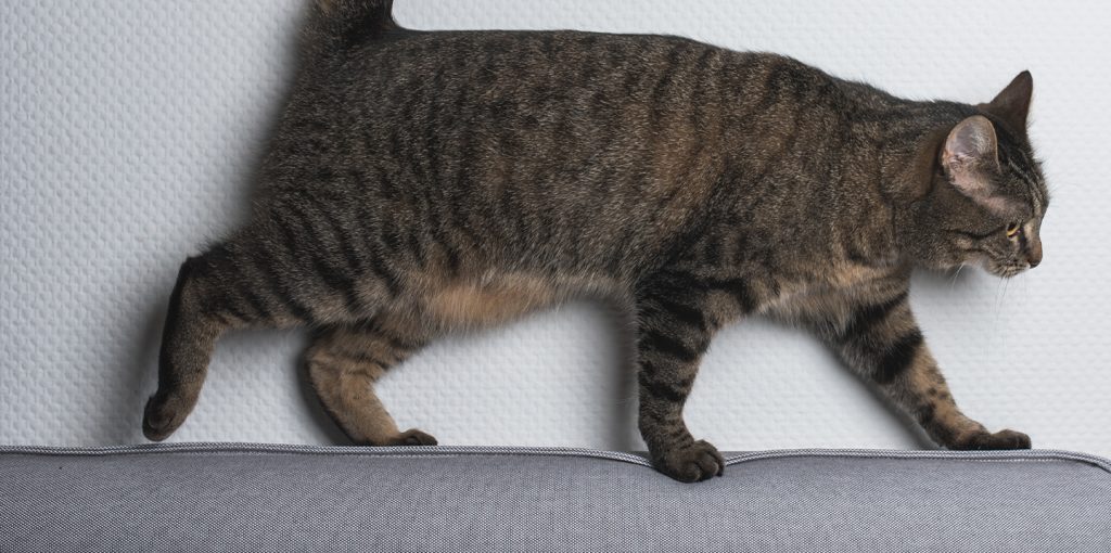 ¿Qué es la bolsa o saco primordial? | Champion Cat ¿Qué es la bolsa o saco primordial? | Champion Cat