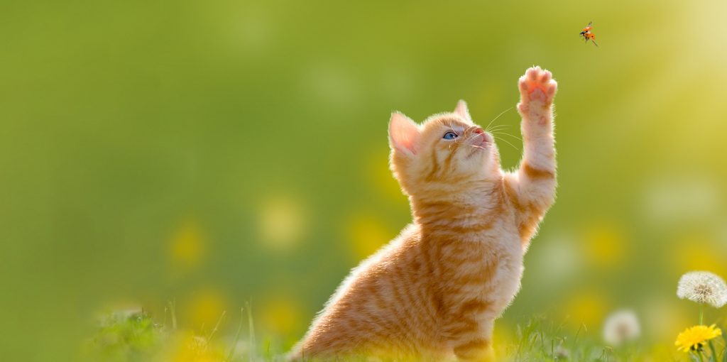 Los gatos pueden comer insectos | Champion Cat