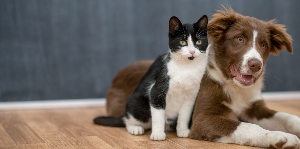 Banner interior 1440×717 | Champion Cat